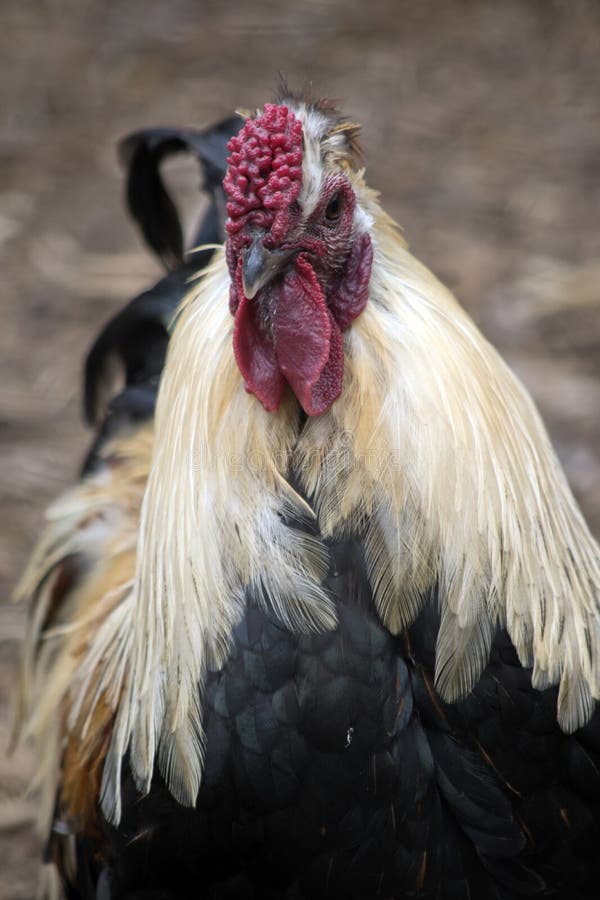 939 Wattle Chicken Photos - Free & Royalty-Free Stock Photos from ...