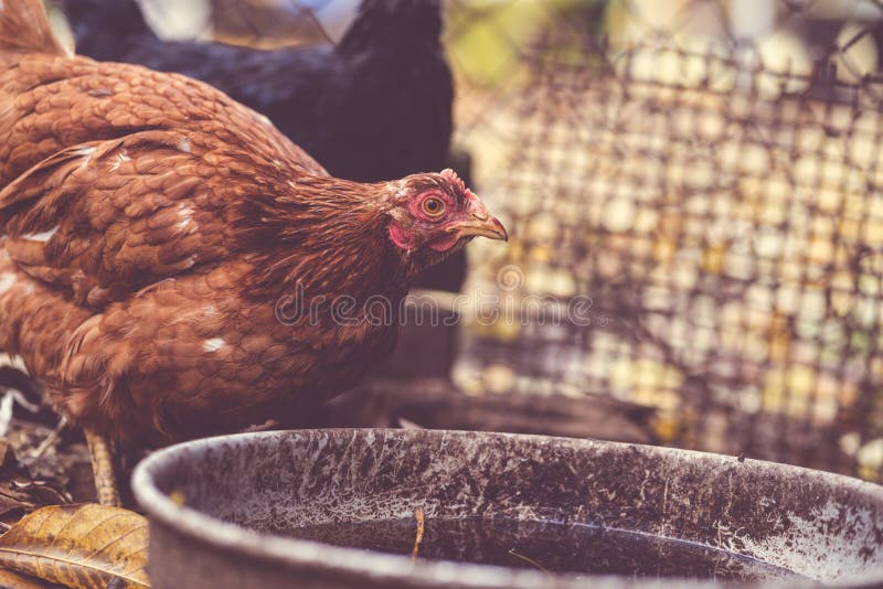 Close Up of Chicken Drinks Water from Basin. Brown Poultry Quenches ...