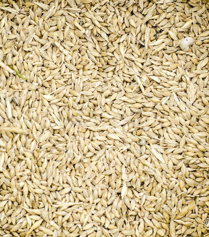Close Up Chicken Feed Grain Stock Image - Image of closeup, macro: 35713691