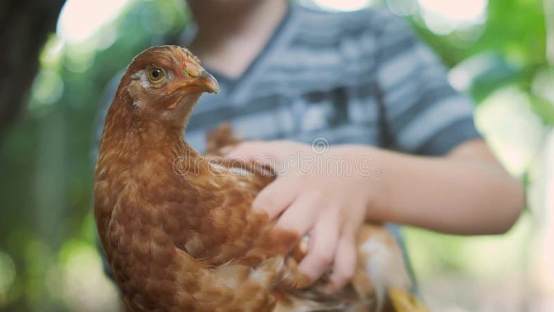 Close-up of a Chicken in the Hands of a Child. Stock Footage - Video of ...