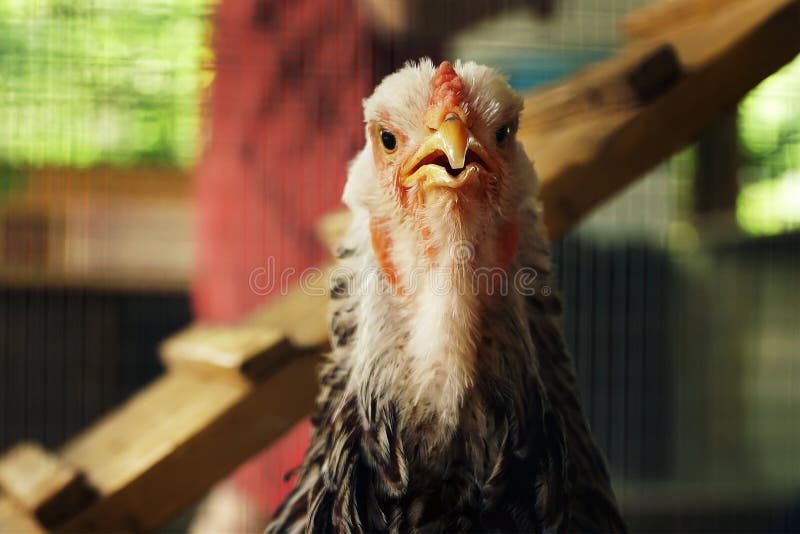 Close up chicken head stock photo. Image of poultry, agriculture - 89827046