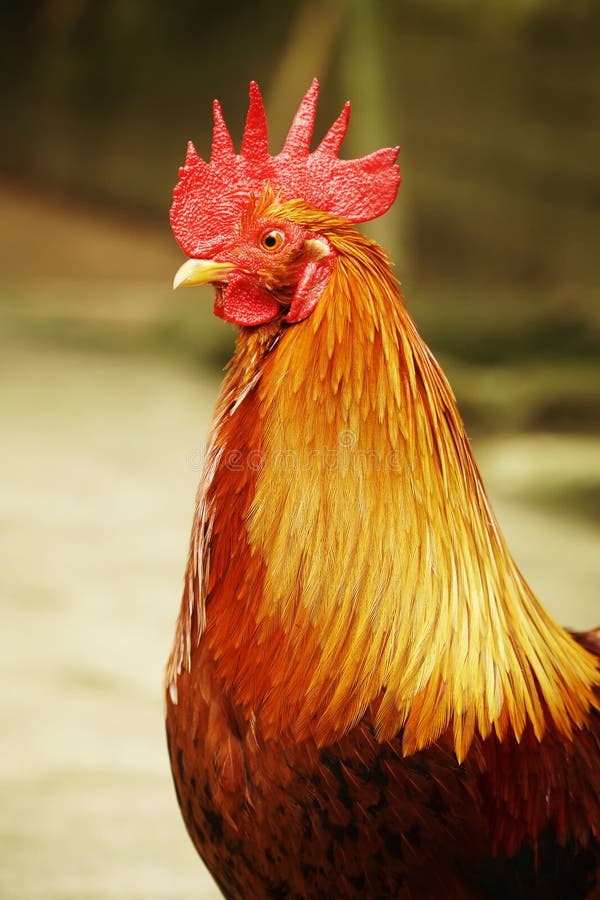 Close up chicken head stock image. Image of rooster, head - 89826993