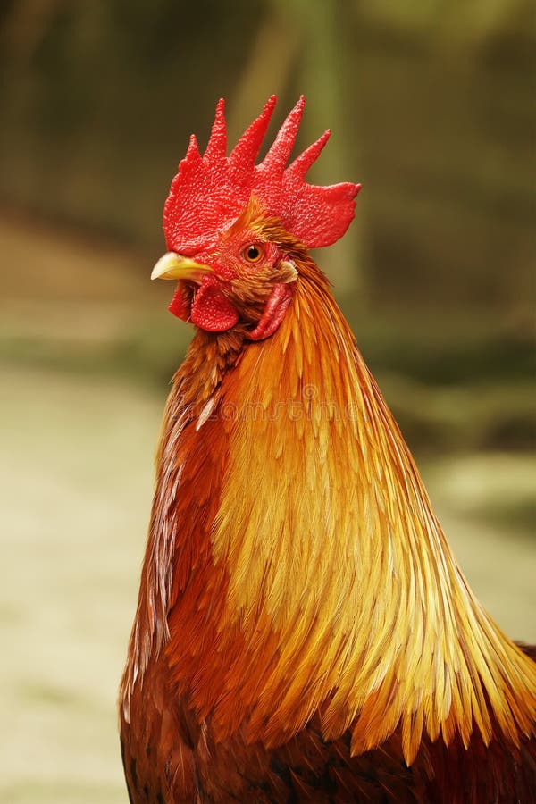 1,378 Chicken Face Close Up Photos - Free & Royalty-Free Stock Photos ...