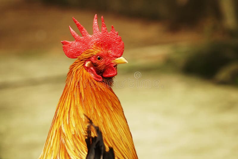 1,378 Chicken Face Close Up Photos - Free & Royalty-Free Stock Photos ...