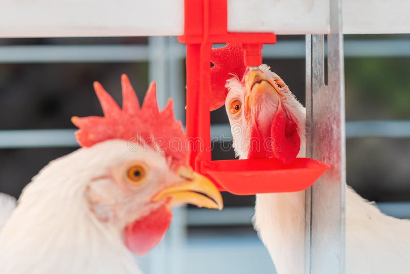 Close Up of Chicken Hen Drinking Water in Cage Stock Image - Image of ...