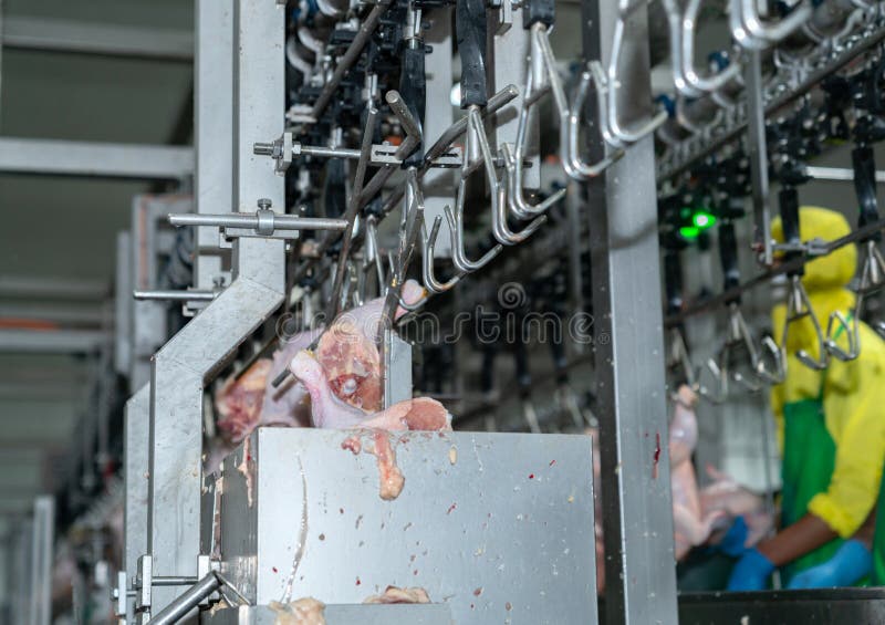 Close Up Chicken Leg Release from Jack Conveyor Stock Photo - Image of ...