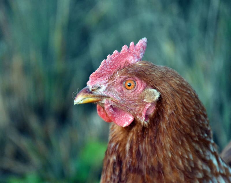 A Close Up of a Chicken with an Odd Red Beak Stock Photo - Image of ...