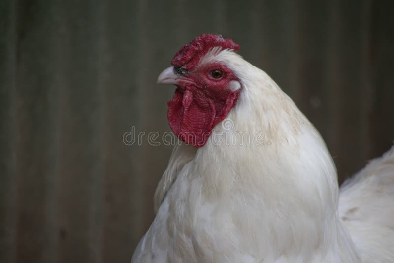 This is a Close Up of a Chicken Stock Image - Image of farm, wildlife ...