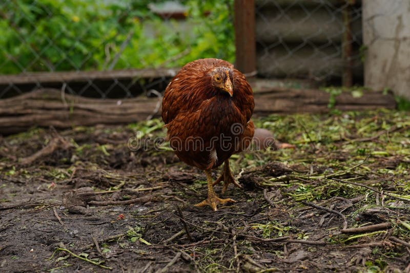 Chicken Walking in Paddock. Ordinary Rooster and Chickens Looking for ...