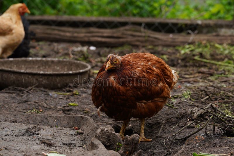 Chicken Walking in Paddock. Ordinary Rooster and Chickens Looking for ...