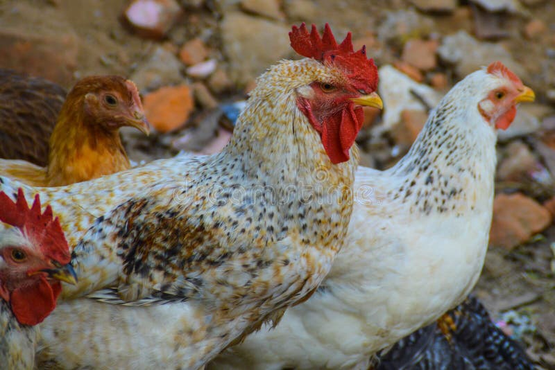 White walking chickens stock photo. Image of life, nature - 116606566