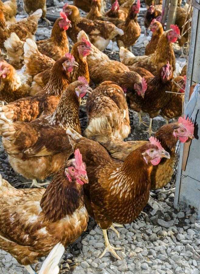 Close-up Chickens on the Poultry Farm Stock Photo - Image of house ...