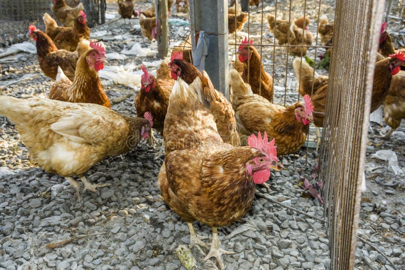 Close-up Chickens on the Poultry Farm Stock Image - Image of central ...
