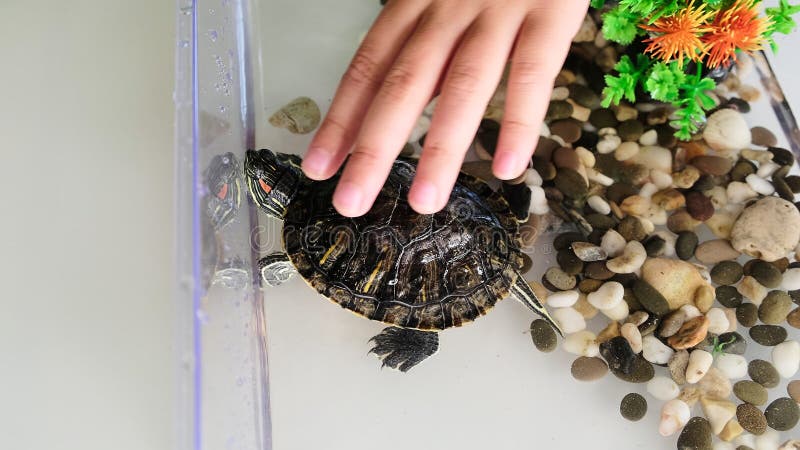A Close-up of a Child S Hand Gently Touching a Turtle in a Water Tank ...