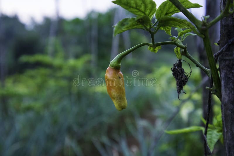 Close Up Chili Tree Bearing Fresh Fruit in the Garden Stock Photo ...