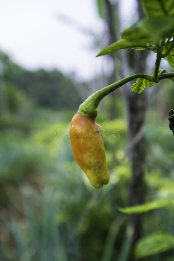 Close Up Chili Tree Bearing Fresh Fruit in the Garden Stock Image ...