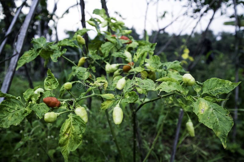 Close Up Chili Tree Bearing Fresh Fruit in the Garden Stock Image ...