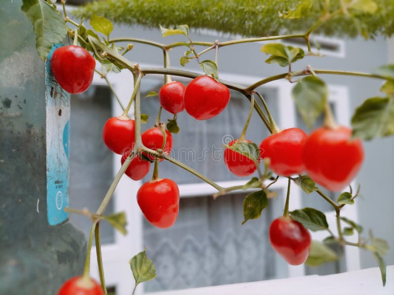 A Close-up of a Chili Tree with Heavy Fruit Stock Photo - Image of ...