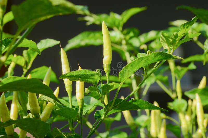 Close Up of Chilli with Green Leaves Background Stock Photo - Image of ...