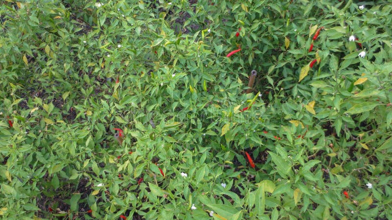 Chilli Plantation in the Garden Stock Photo - Image of crop, color ...