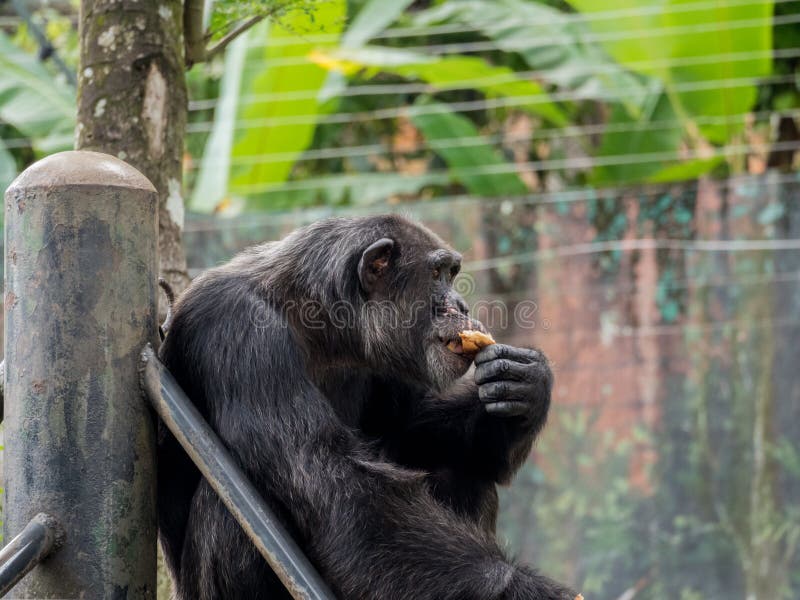 Close Up of a Chimpanzee Eating Bread Stock Photo - Image of animal ...