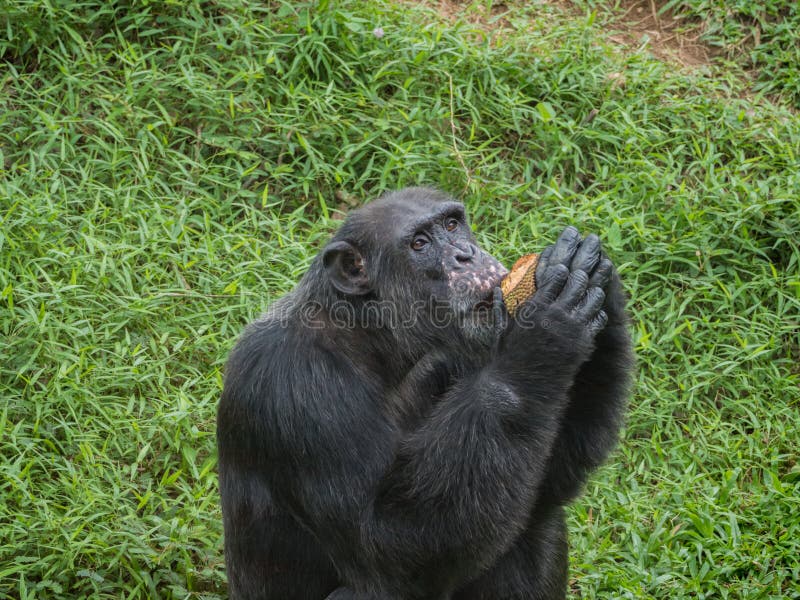 Close Up of a Chimpanzee Eating Durian Stock Photo - Image of lens, mammal: 76046184