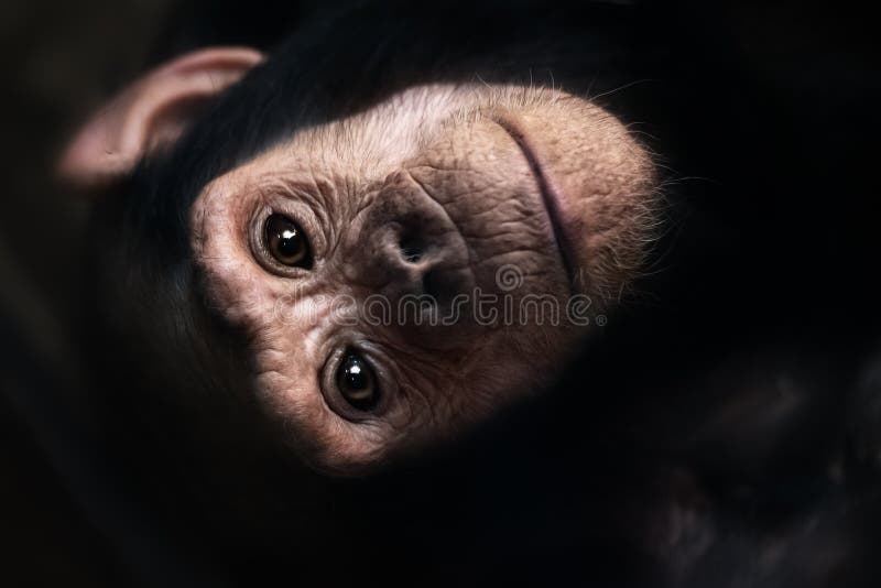 Close-up of a Chimpanzee Looking at the Camera Stock Photo - Image of ...