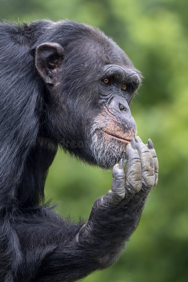Chimpanzee Primate Sitting on a Tall Pole Holding Food Stock Image ...