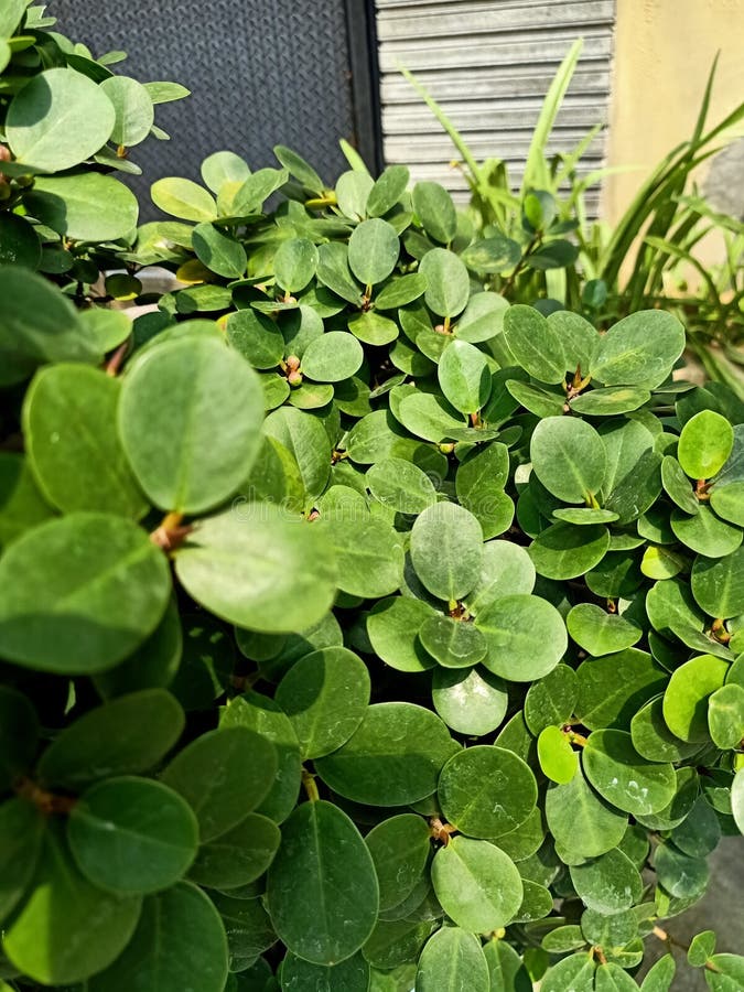 Close Up of Chinese Banyan Plant Stock Photo - Image of nature ...