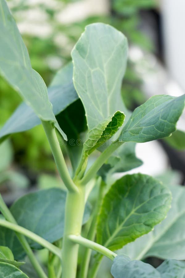 Close-up Chinese kale stock photo. Image of stem, nursery - 66571078