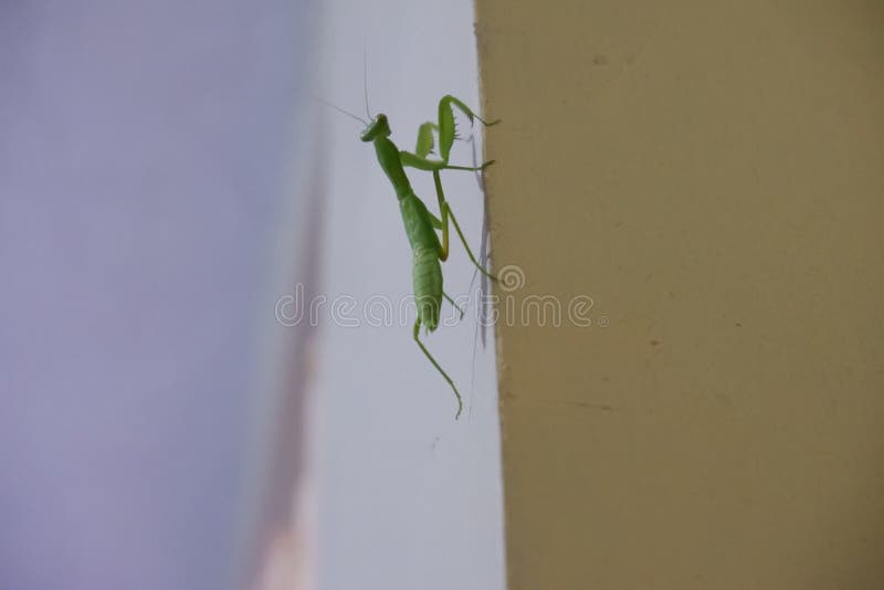Praying mantis on the wall stock image. Image of walking - 245970081