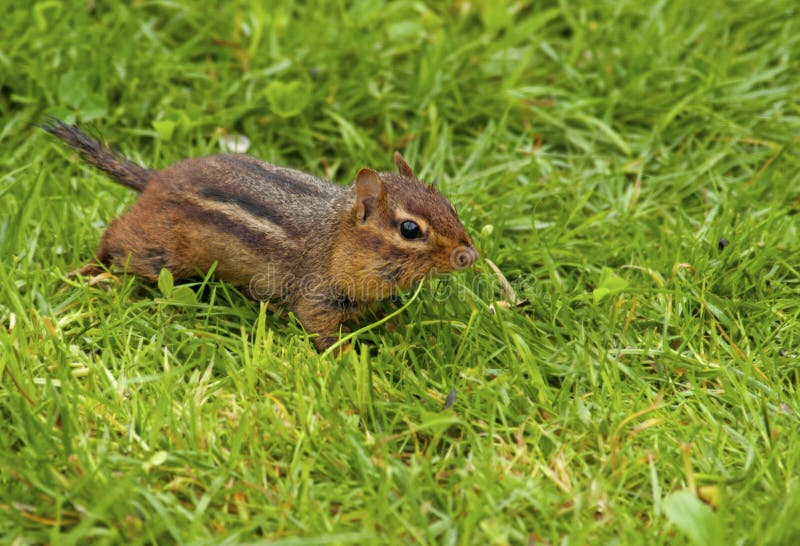 Close Up Chipmunk with His Jaws Full of Seed. Stock Photo - Image of ...