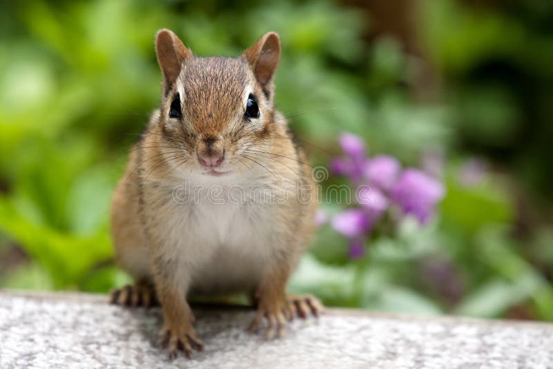 Eastern chipmunk stock image. Image of forest, canada - 30090285