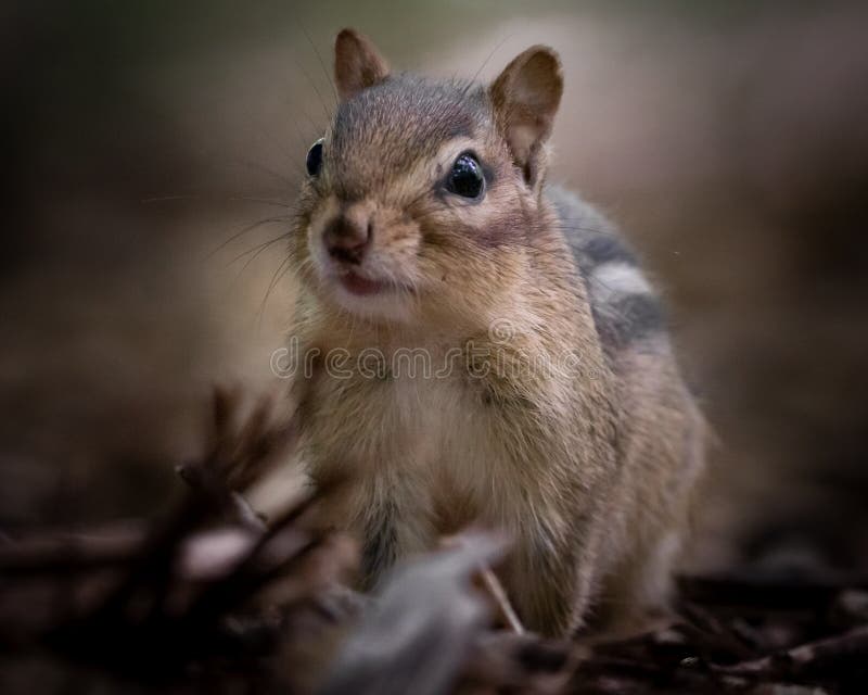 CLOSE UP of a CHIPMUNK stock image. Image of paws, canadian - 194370443