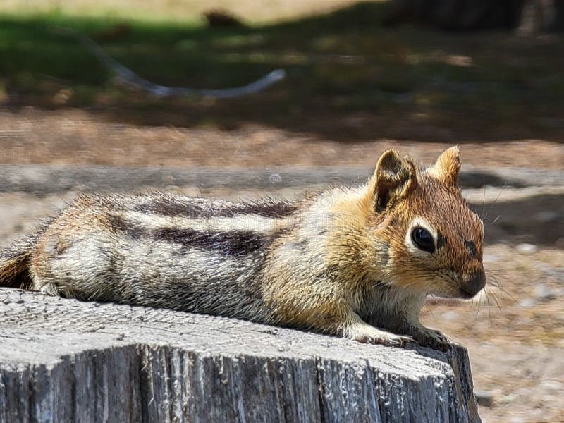Close-up of a Chipmunk Resting on a Tree Stump in a Natural Outdoor ...