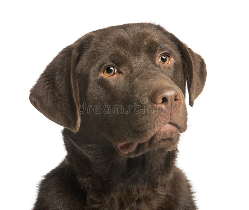 Close-up of a Chocolate Labrador, 7 Months Old Stock Image - Image of ...
