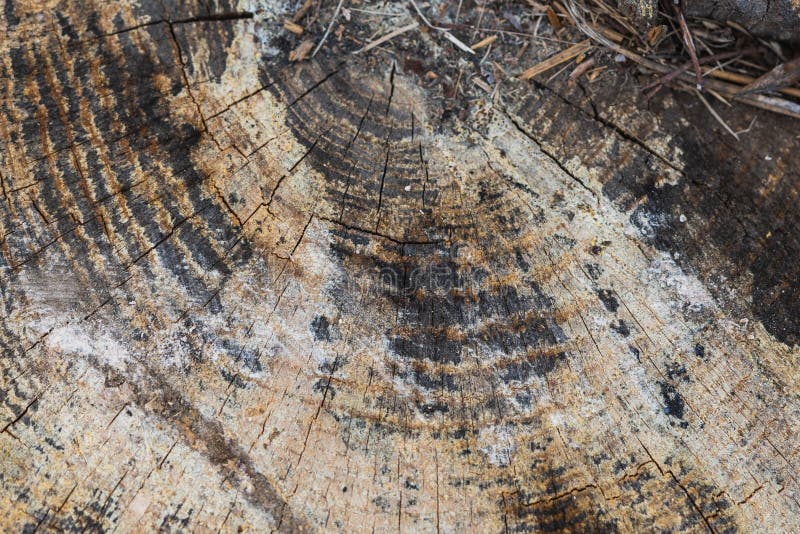 Close-up of a Chopped Tree, with Emphasis on the Texture and Detail of ...