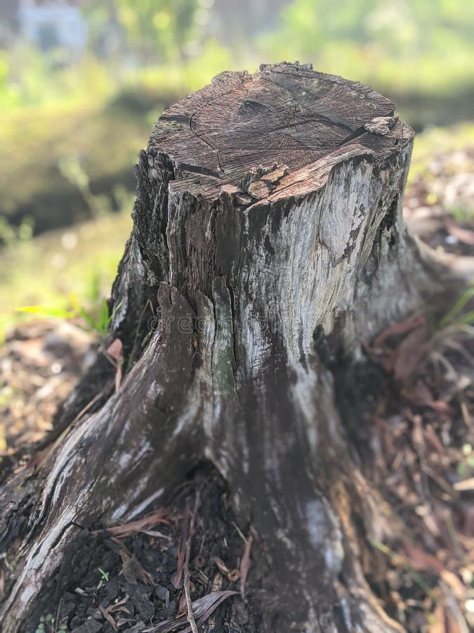 Close Up of Chopped Tree Trunk Stock Photo - Image of woodland, animal ...