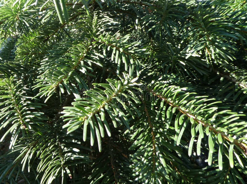 Close Up Green Christmas Fir Tree Branches Stock Image - Image of ...