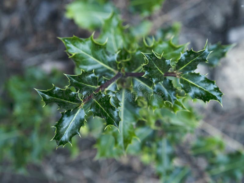 Close-up of Christmas Holly Plant in the Field Stock Photo - Image of ...