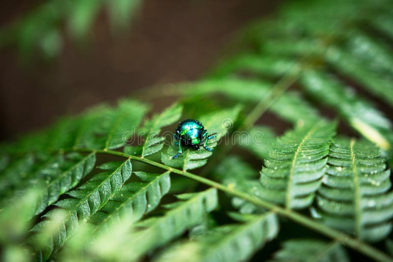 Chrysolina Coerulans Blue Mint Leaf Beetle Insect Macro Isolated on ...