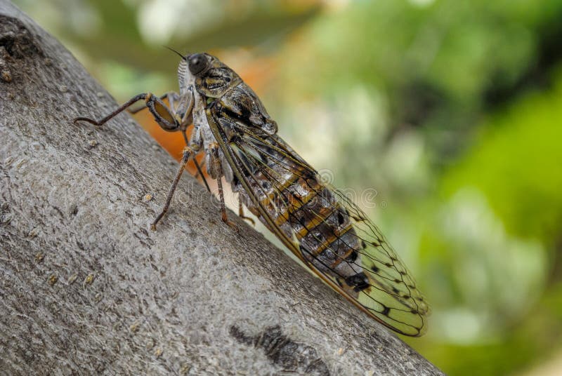 Close-up of a Cicada on a Branch Stock Image - Image of animal, europe ...