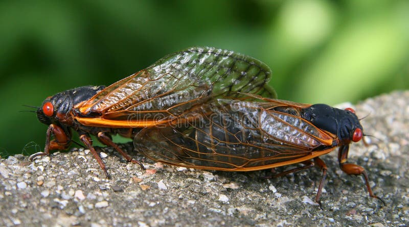 Cicada Wings Spread Stock Photos - Free & Royalty-Free Stock Photos ...