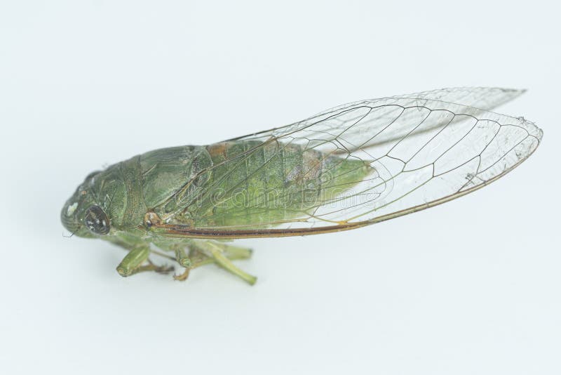 Close-up of the Cicada. Isolated Stock Image - Image of camouflage ...