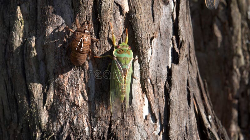 Close Up of a Cicada and Its Shell Stock Footage - Video of emerge ...