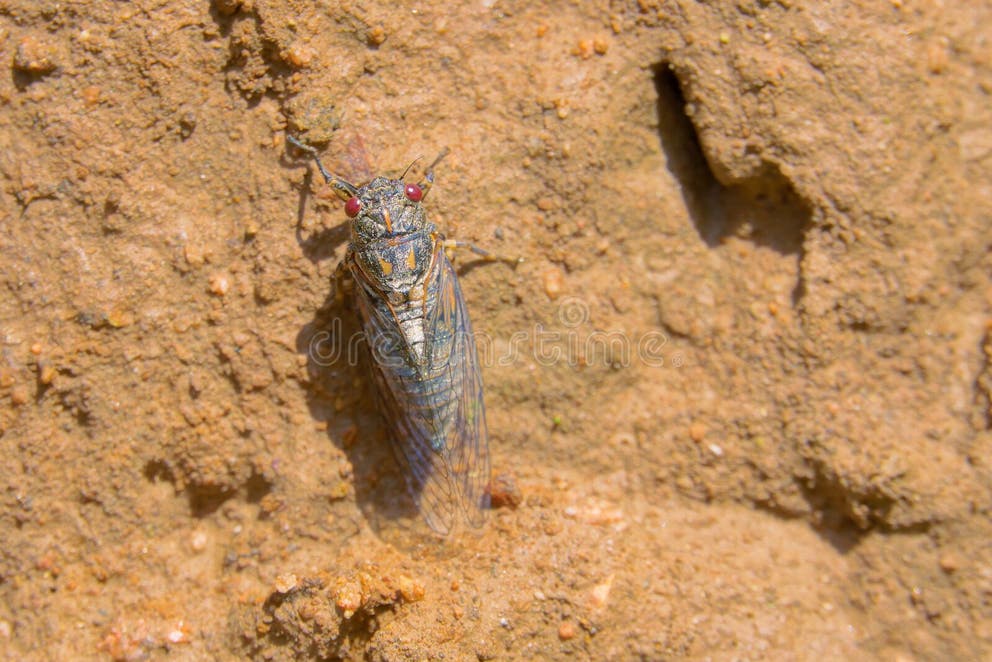 Cicada stock photo. Image of homopteran, life, animals - 271859786