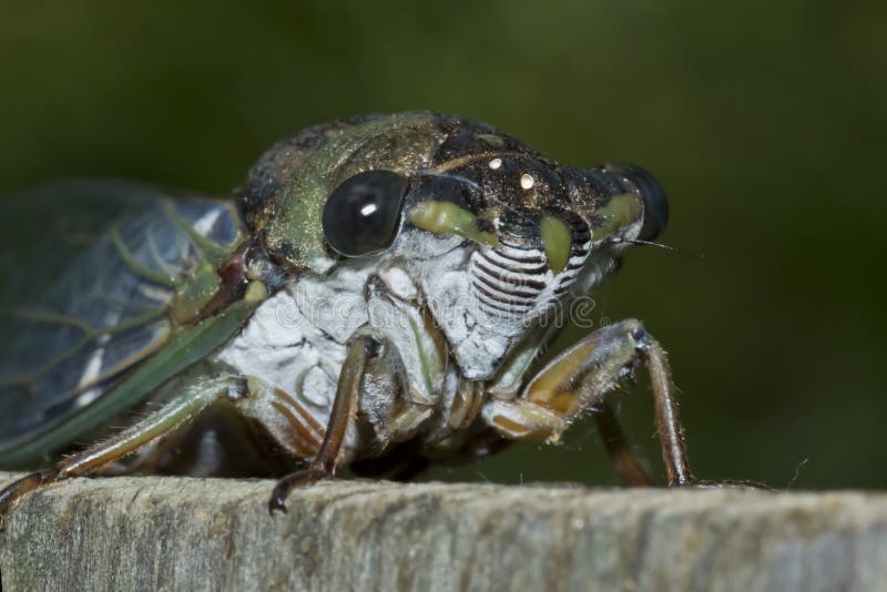Close-up of a cicada stock image. Image of hemiptera - 194084097