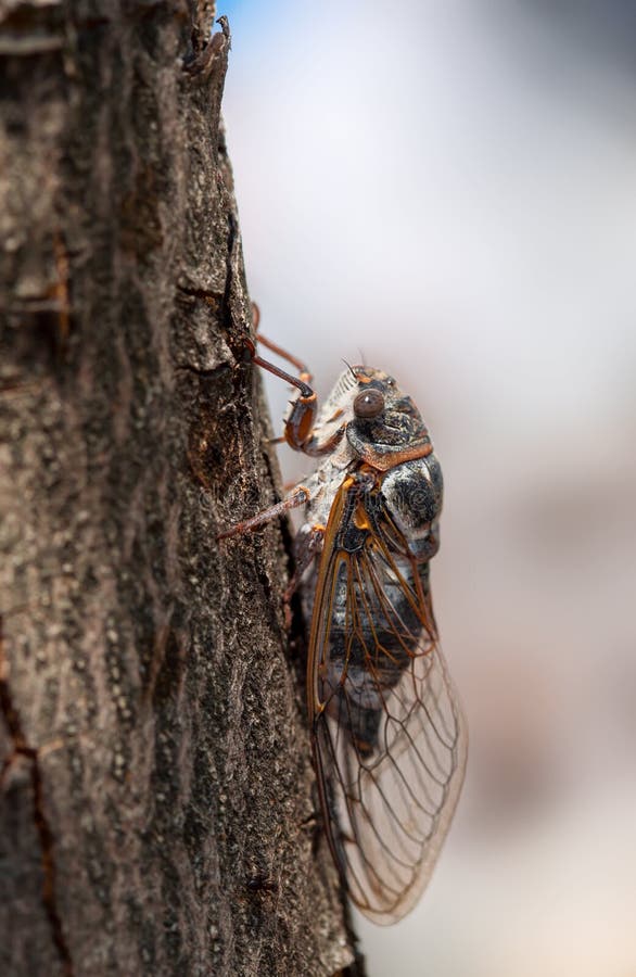 Close-up of Cicada on the Tree Stock Image - Image of tree, nature ...