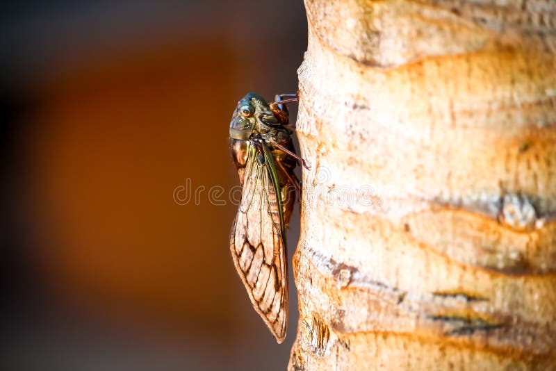 Close Up of Cicada on Tree Tropical Stock Photo - Image of close, buzz ...