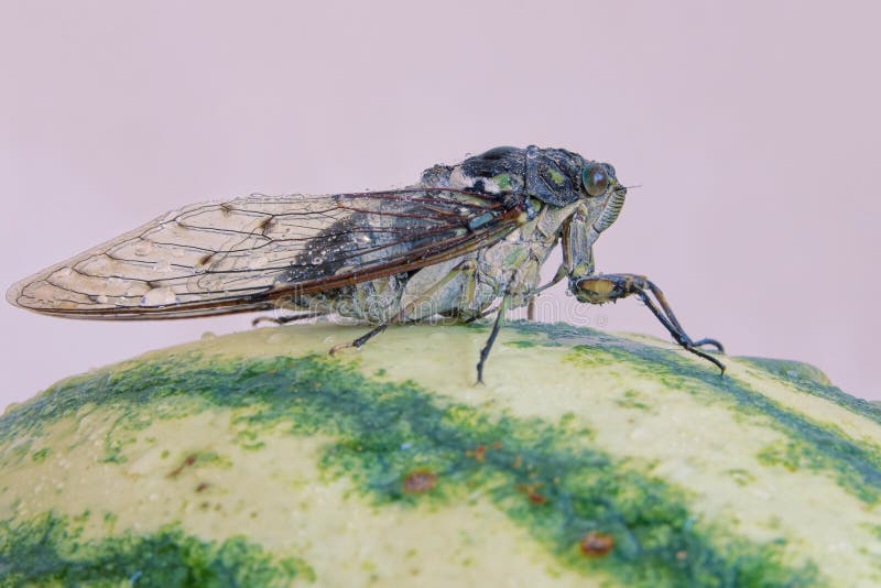 Cicada stock photo. Image of wildlife, insects, fruit - 253803168